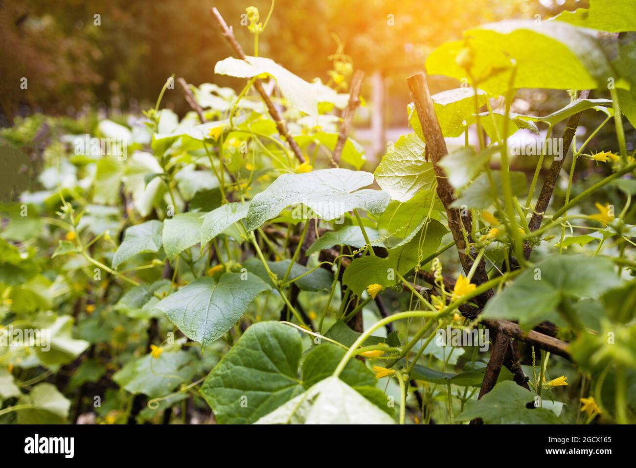 Cucumber plantations. Young fresh cucumber plants seedling grown in ...