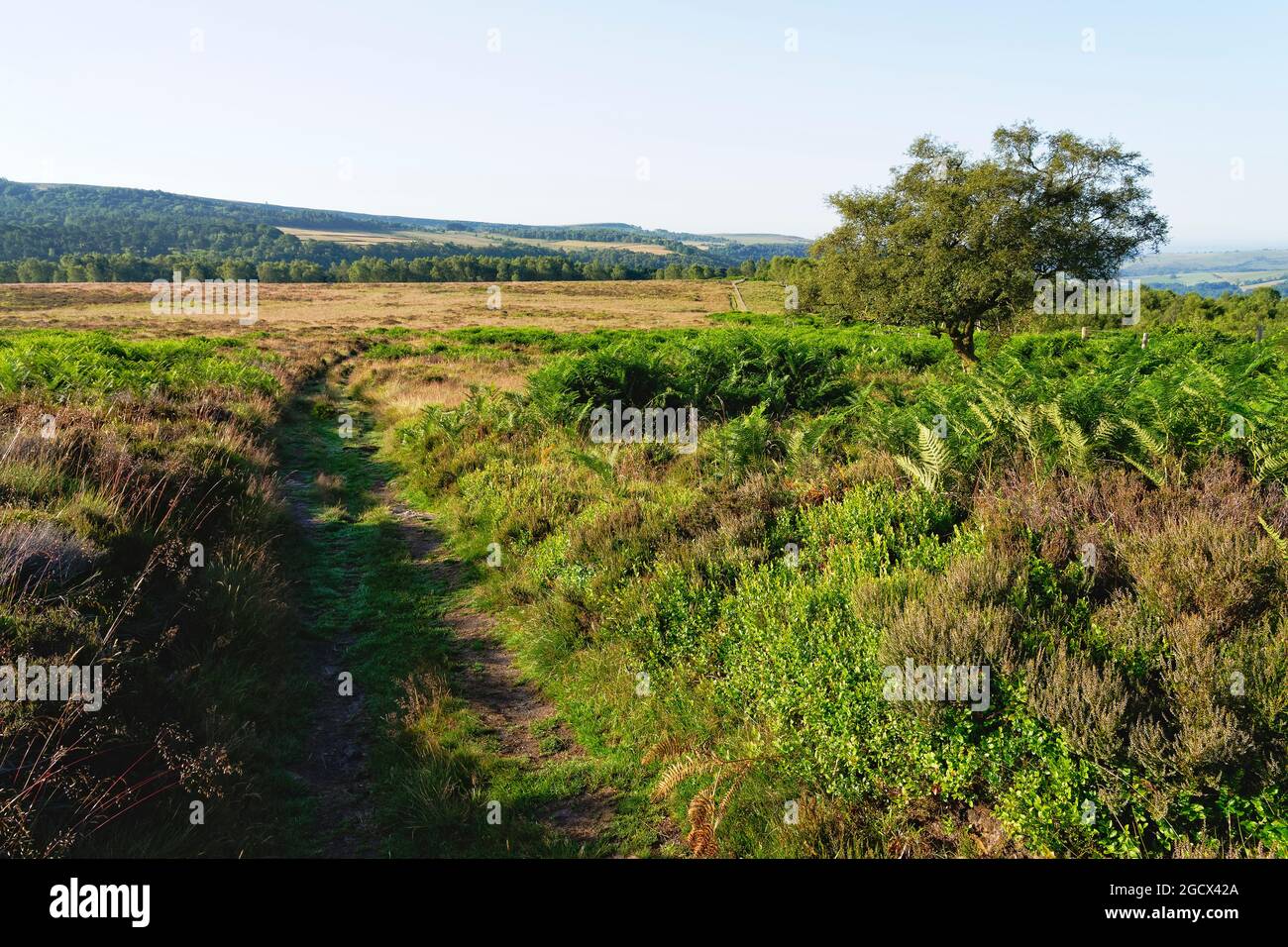 On a cloudless summer morning in Derbyshire a footpath crosses Lawrence ...
