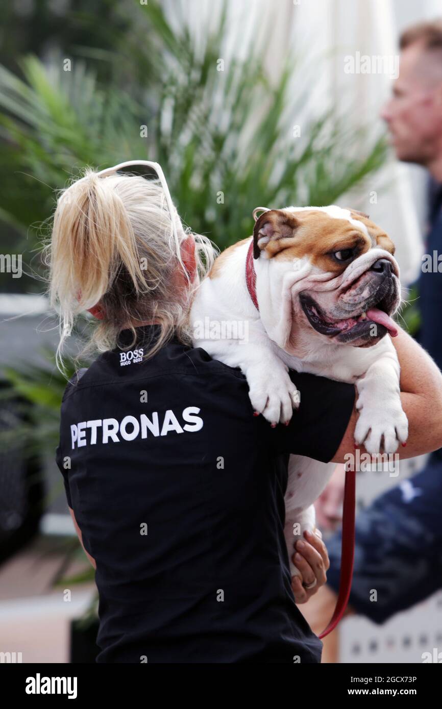 Mercedes amg f1 dogs carried through paddock hi-res stock photography ...