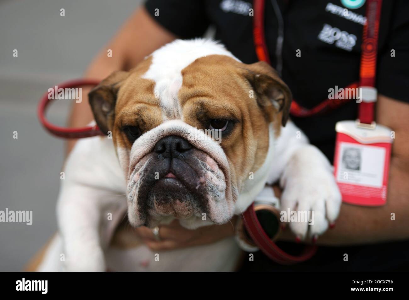 One of dogs owned by lewis hamilton hi-res stock photography and images ...