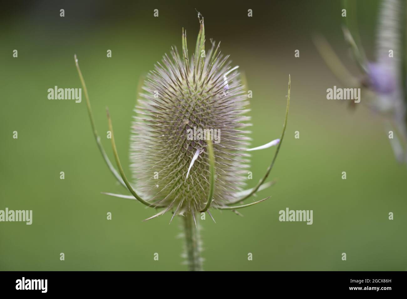 Dipsacus fullonum teasel in flower hi-res stock photography and images ...