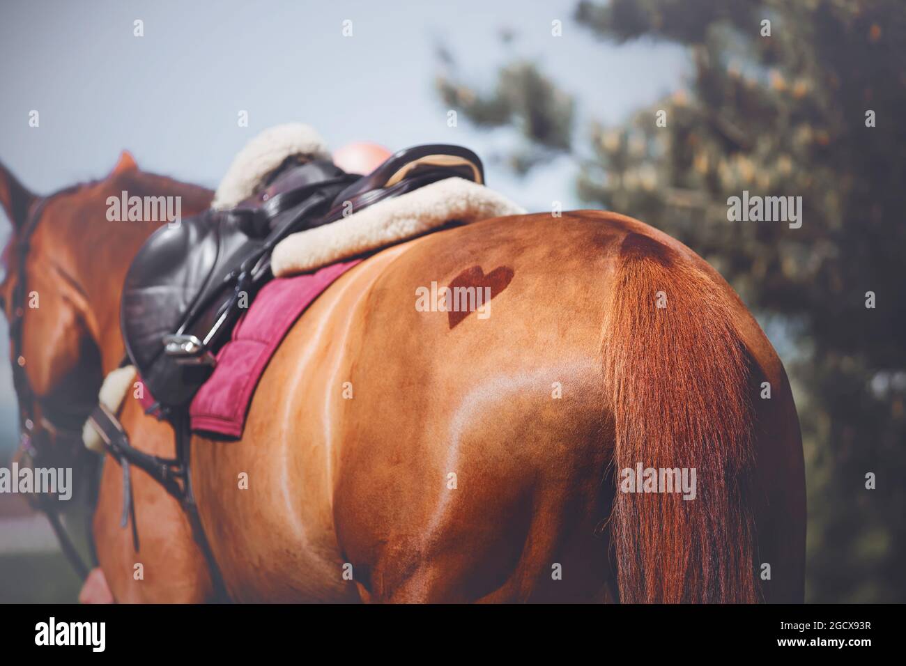 Horse Rump High Resolution Stock Photography and Images - Alamy