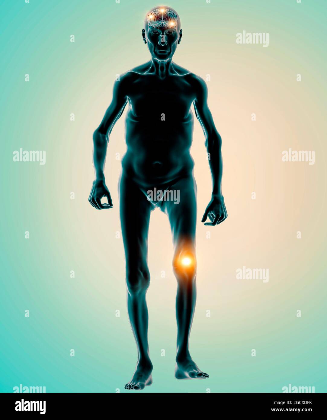 Motor Control Human Body at Mason Duckworth blog