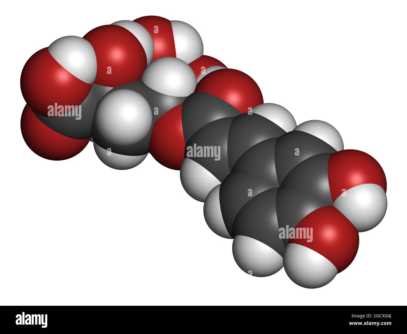 Chlorogenic acid herbal molecule. 3D rendering Stock Photo - Alamy