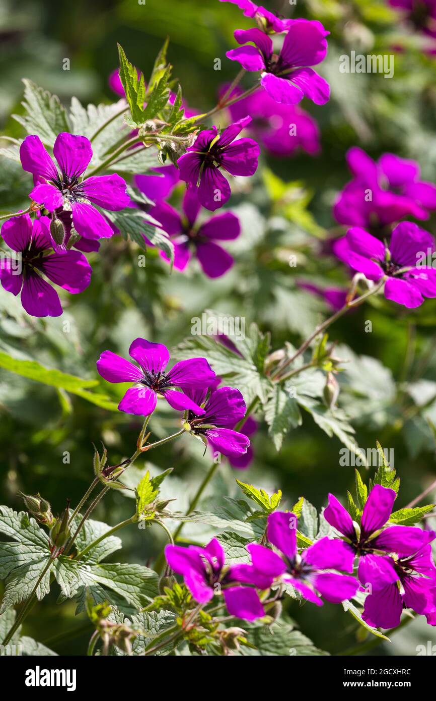 Floral flowers geraniums plants hi-res stock photography and images - Alamy