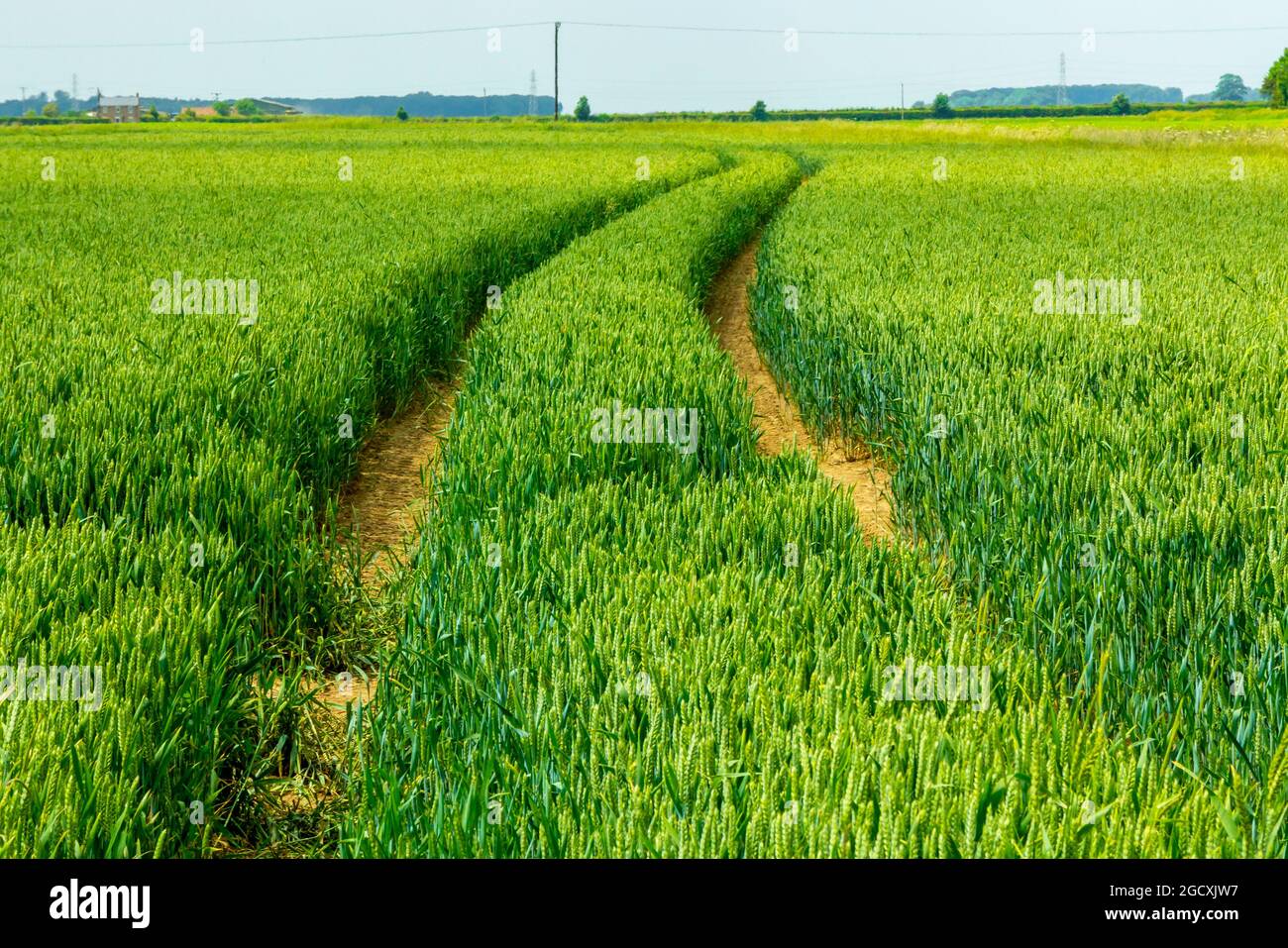 Field of barley crop growing on an arable farm with tractor tracks ...
