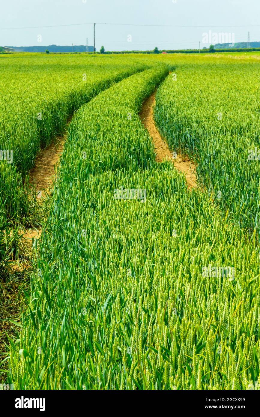 Field of barley crop growing on an arable farm with tractor tracks ...