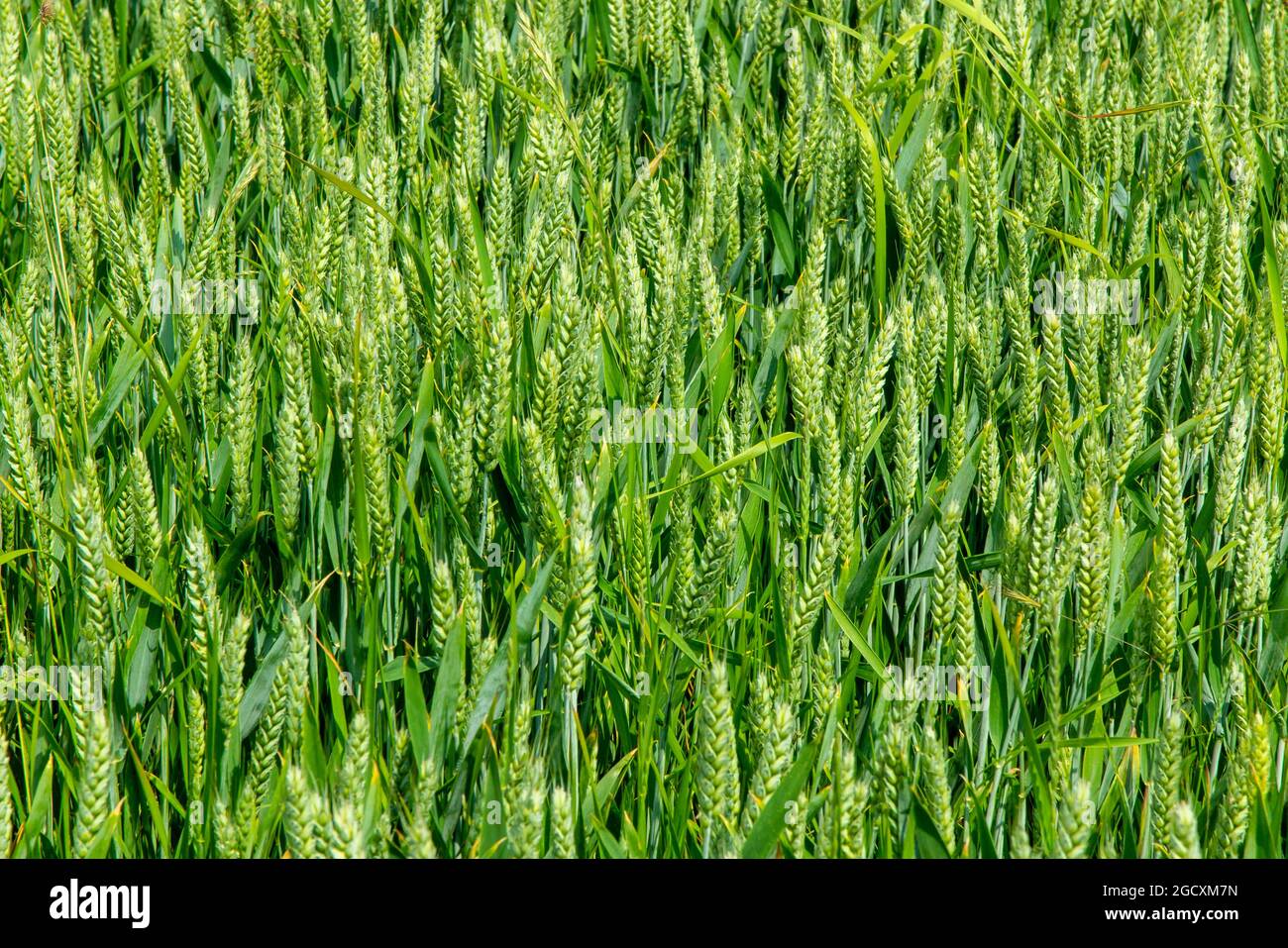 Field of barley crop growing on an arable farm Stock Photo - Alamy