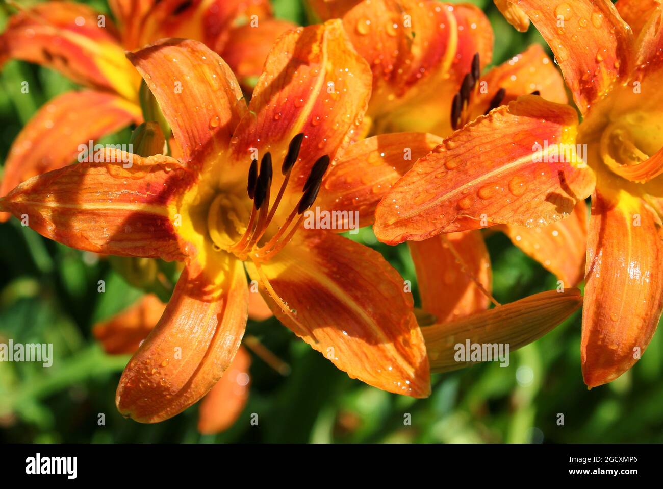 Beautiful orange tiger lily flowers growing in the local garden in the ...