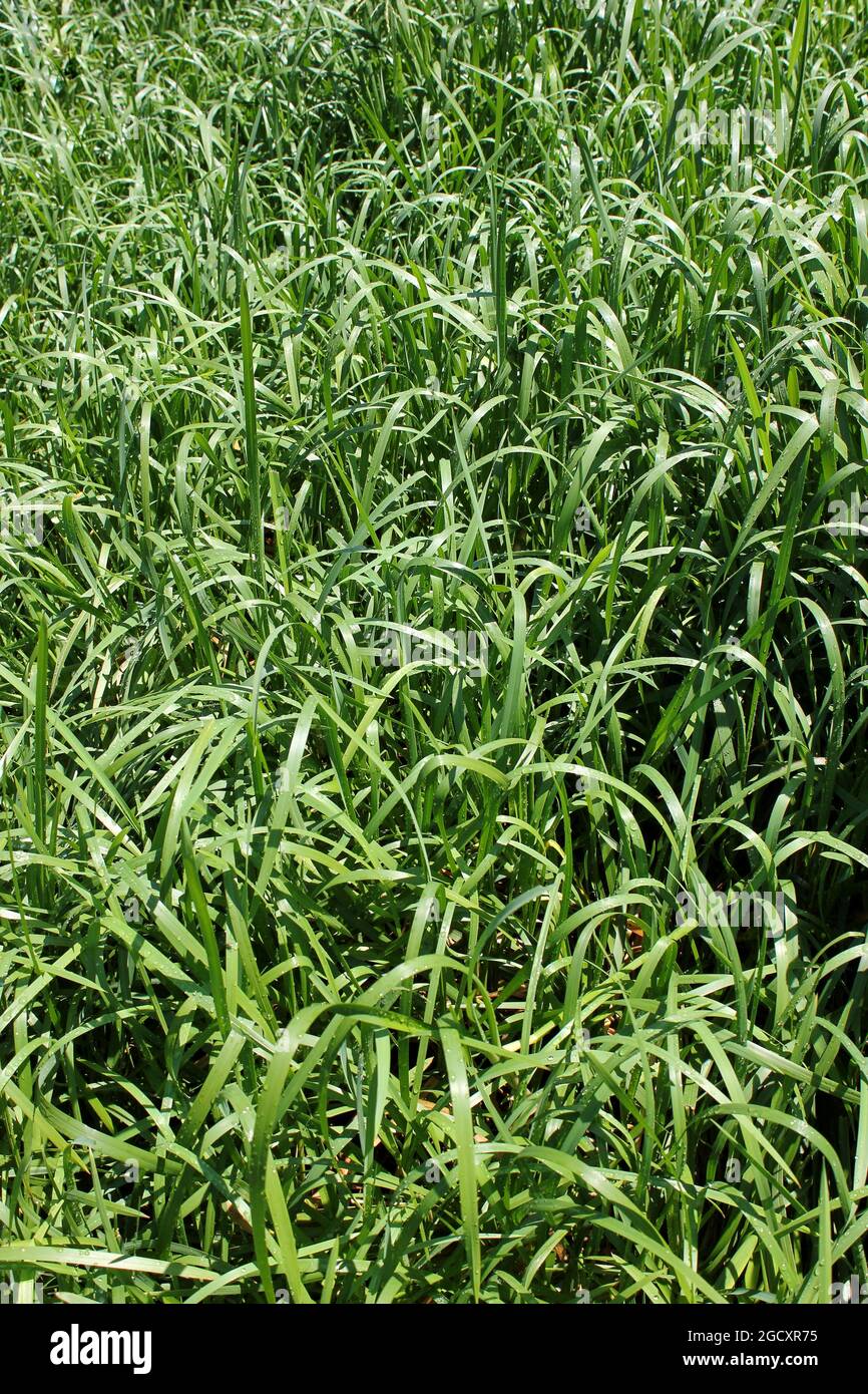 Green grass growing in the local garden in the bright summer sun Stock ...