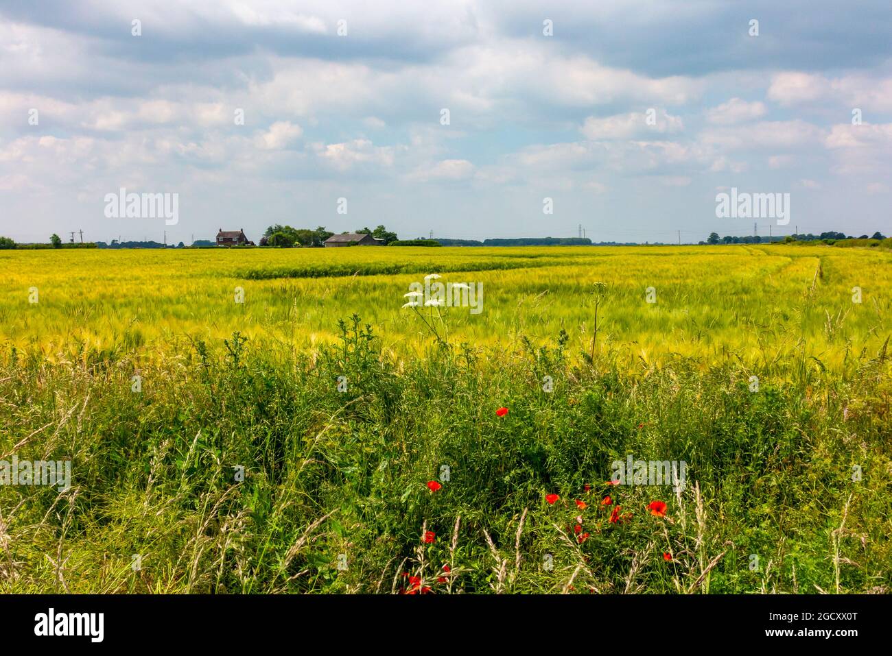 Arable crops hi-res stock photography and images - Alamy