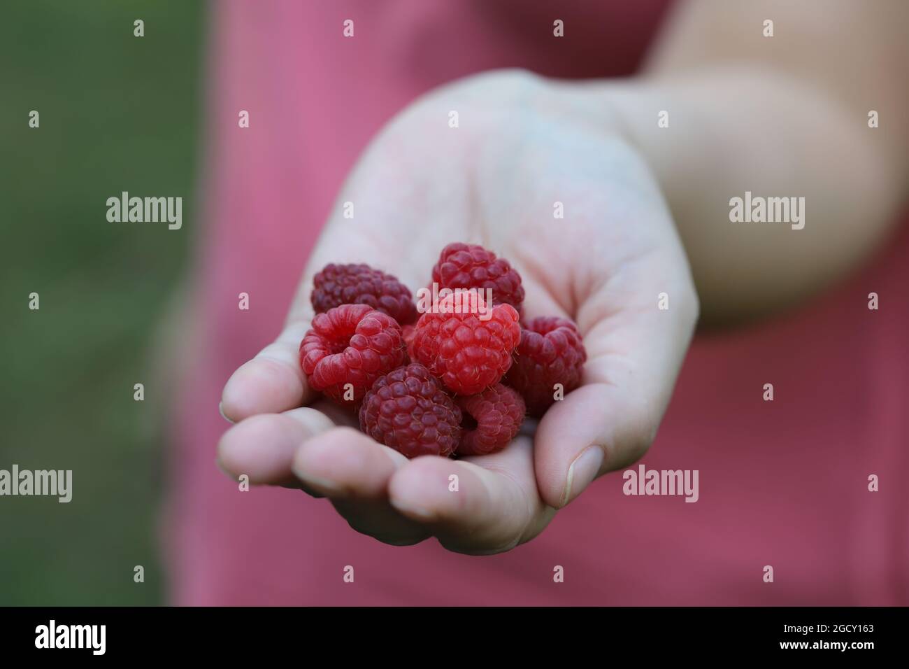 Raspberries in hand close hi-res stock photography and images - Alamy