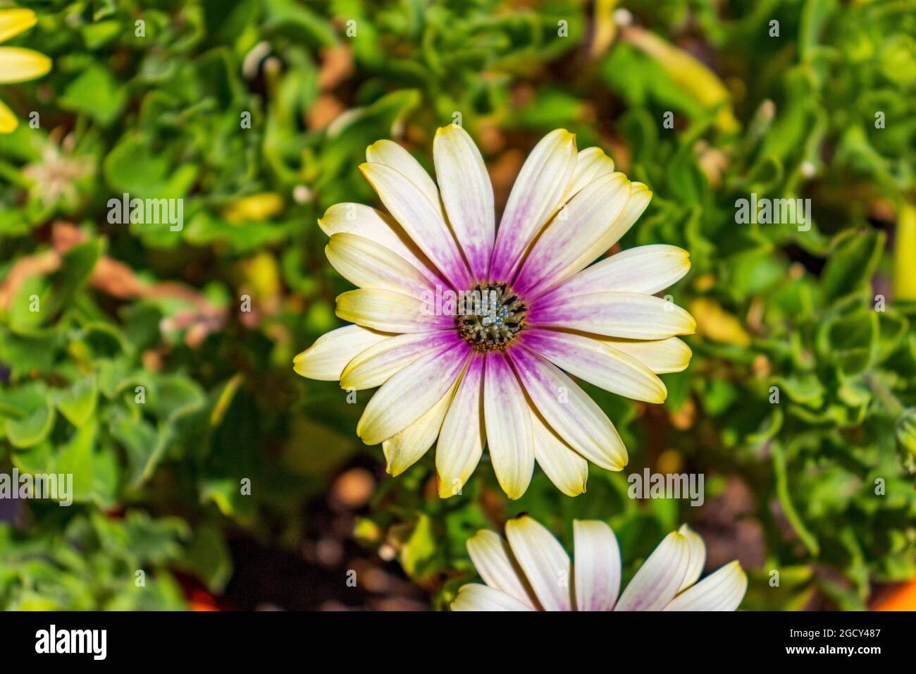 Dimorphotheca, South African daisy Flower Stock Photo - Alamy