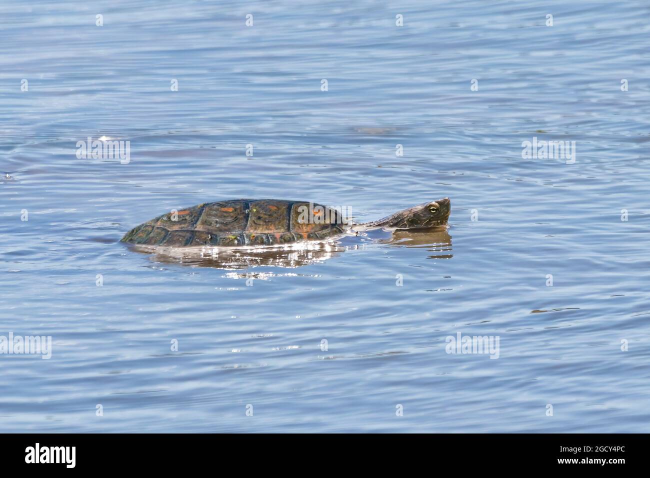The Spanish pond turtle (Mauremys leprosa), also known as the ...