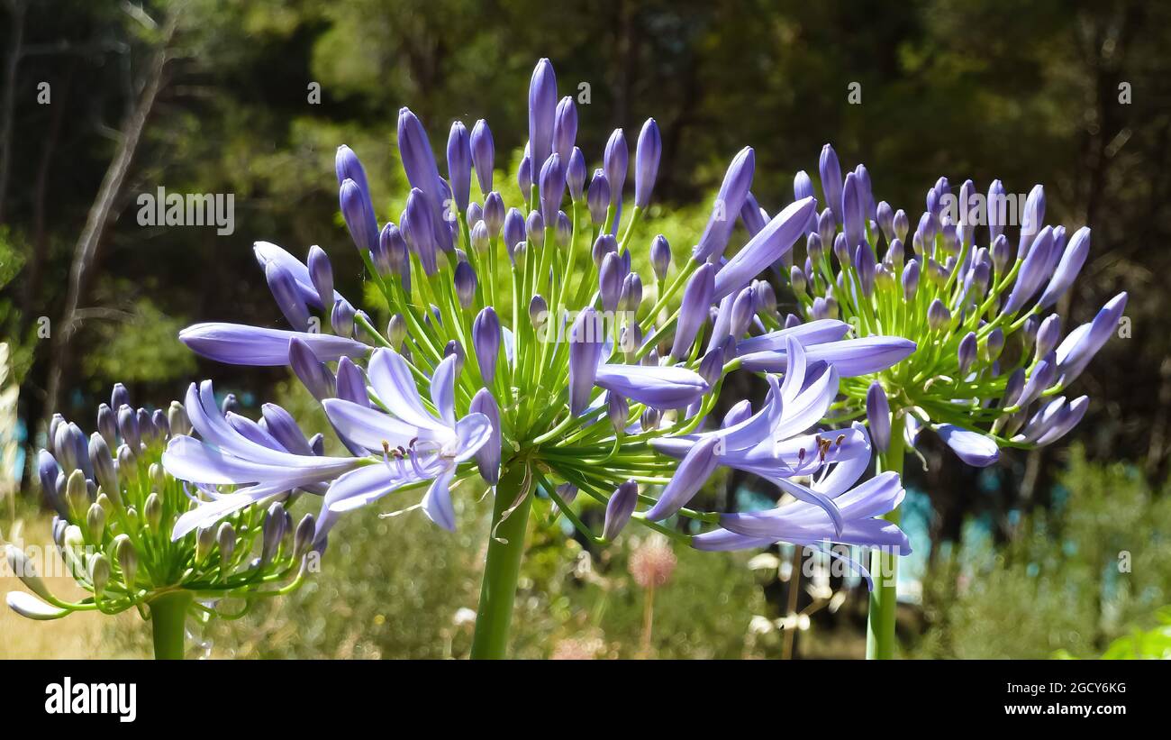 Blue Amaryllis Flowers