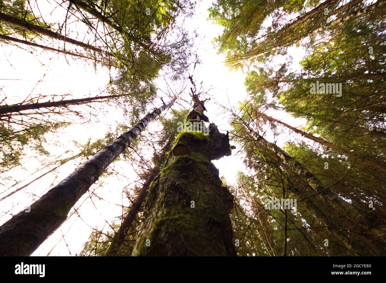 Low angle shot of tall rainforest trees in the bright sunlight Stock ...