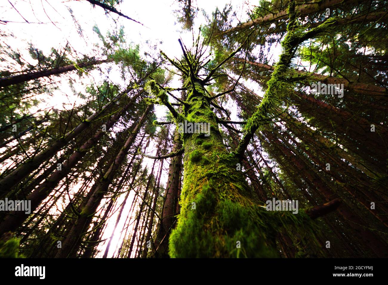 Low angle shot of tall rainforest trees under the bright sky Stock ...