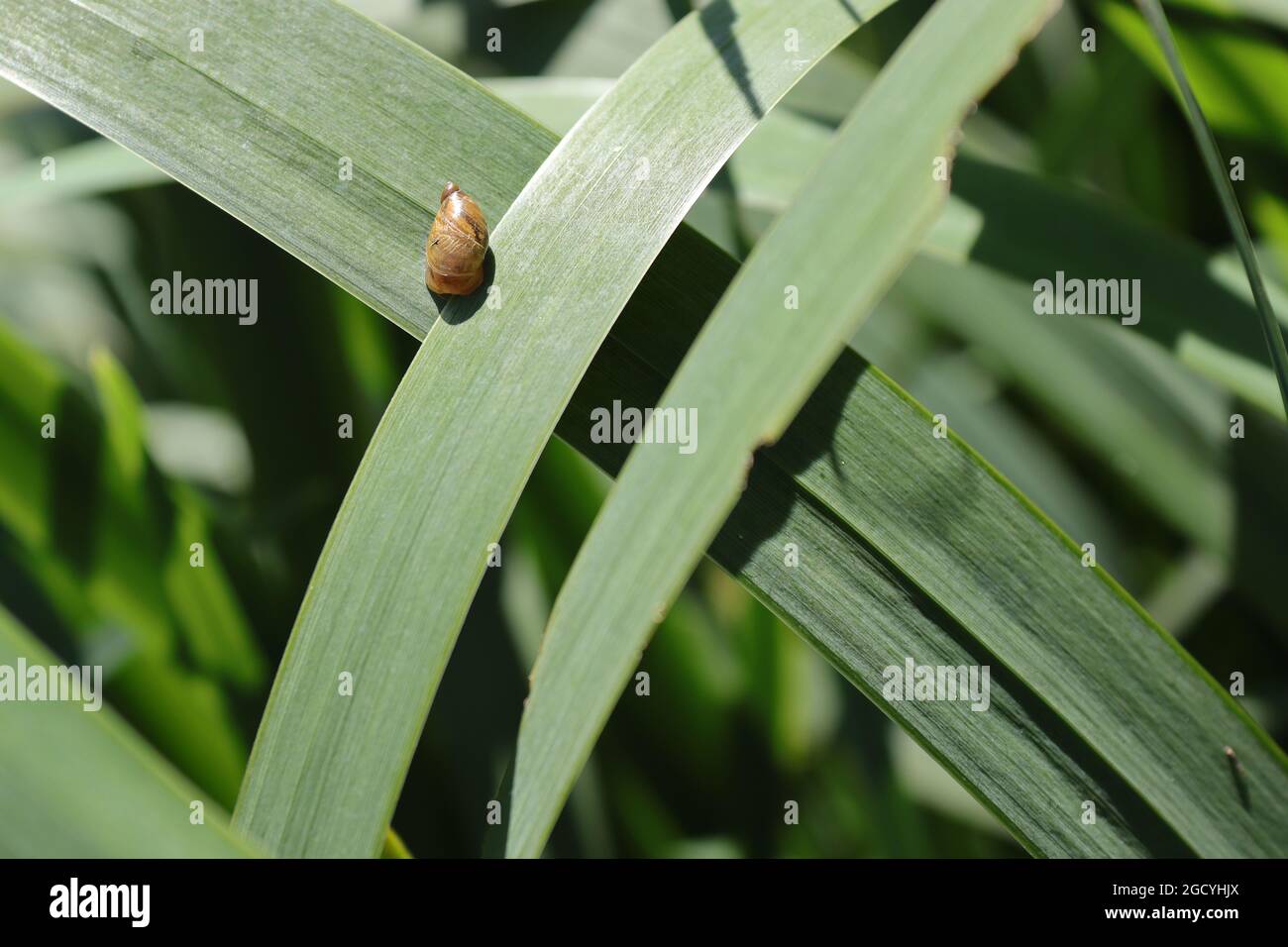 Small snail shell close up on thin dull leaf Stock Photo - Alamy