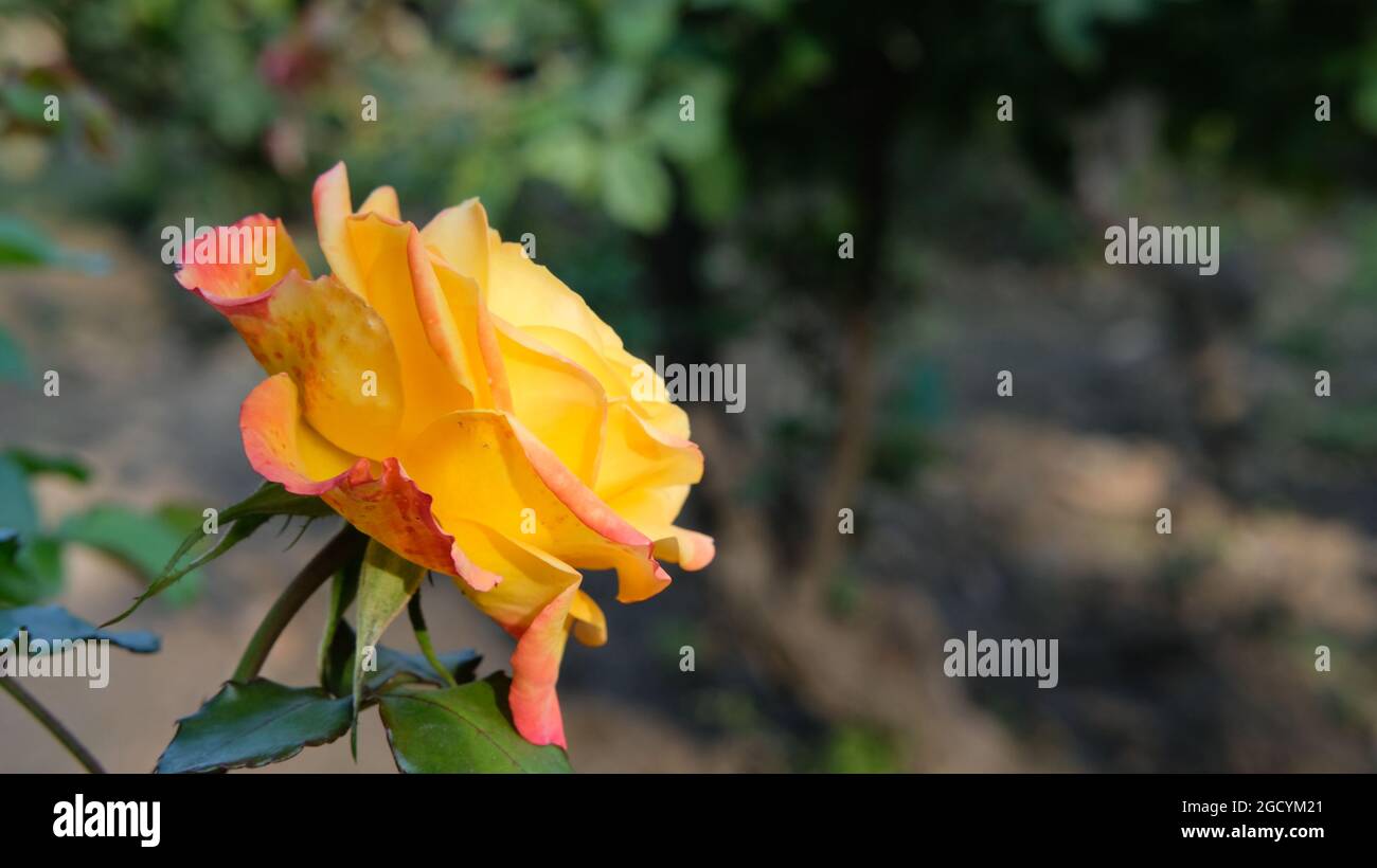 Little briar rose hi-res stock photography and images - Alamy