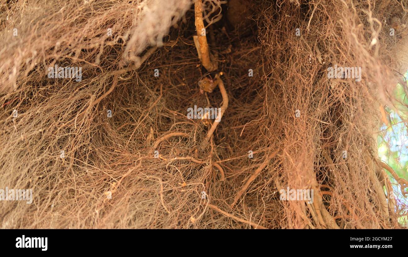 Bat hiding and looking to fly,inside of tree bush amazing look Stock ...