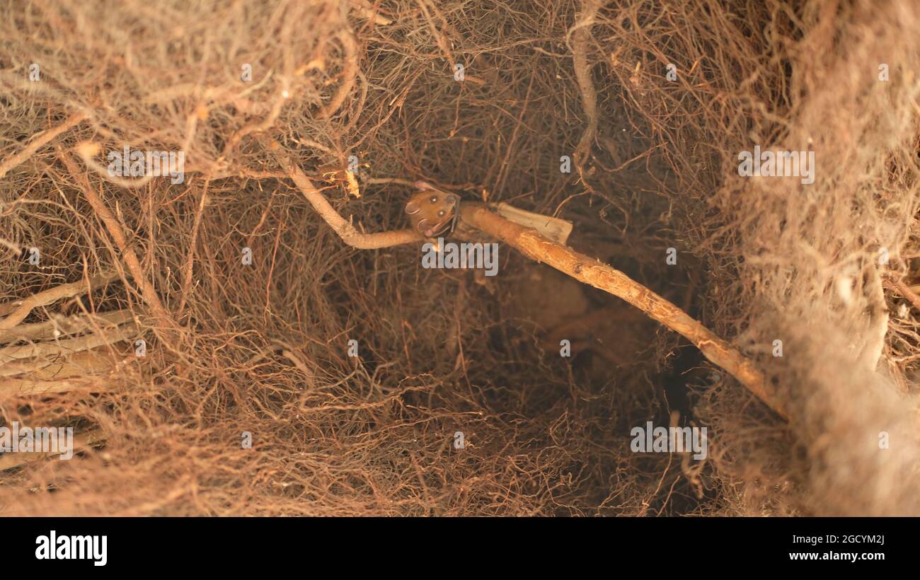 Inside of tree hi-res stock photography and images - Alamy