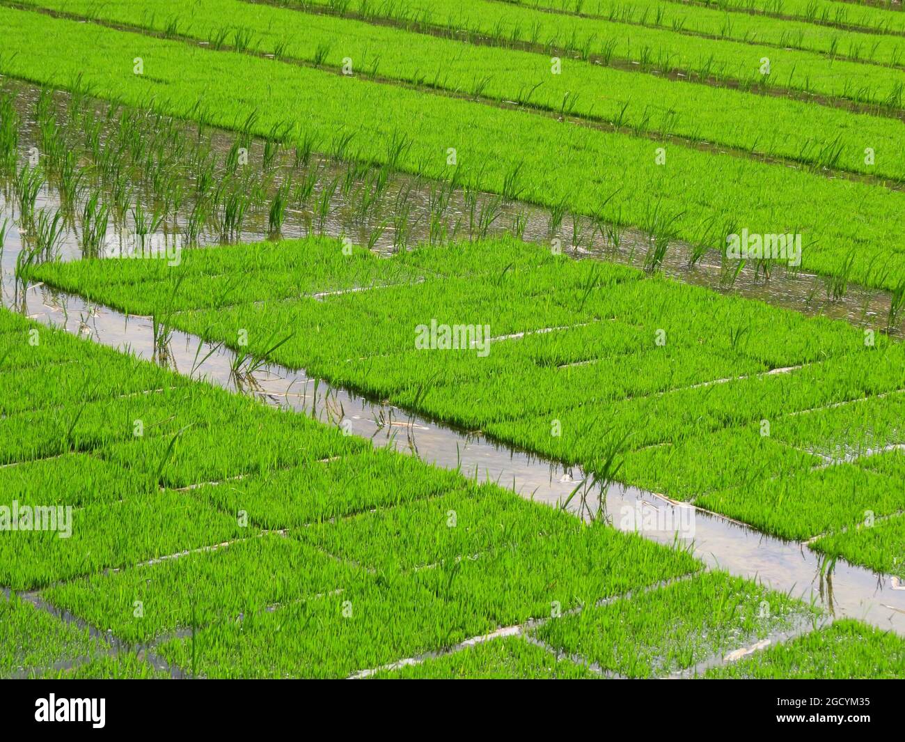Scenic view of a seedling field for cultivating rice Stock Photo - Alamy
