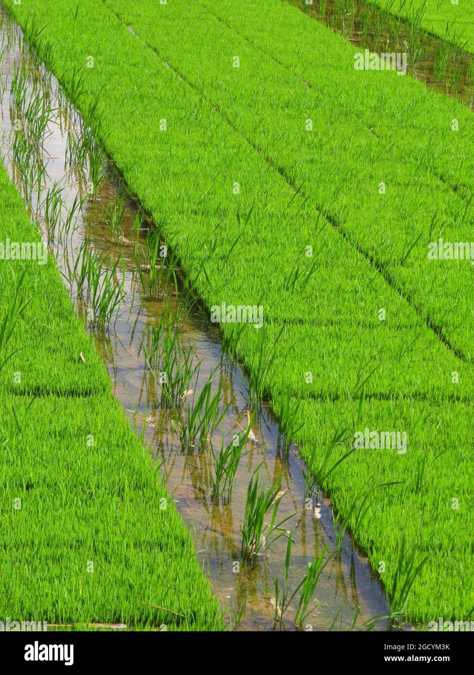 Scenic view of a seedling field for cultivating rice Stock Photo - Alamy