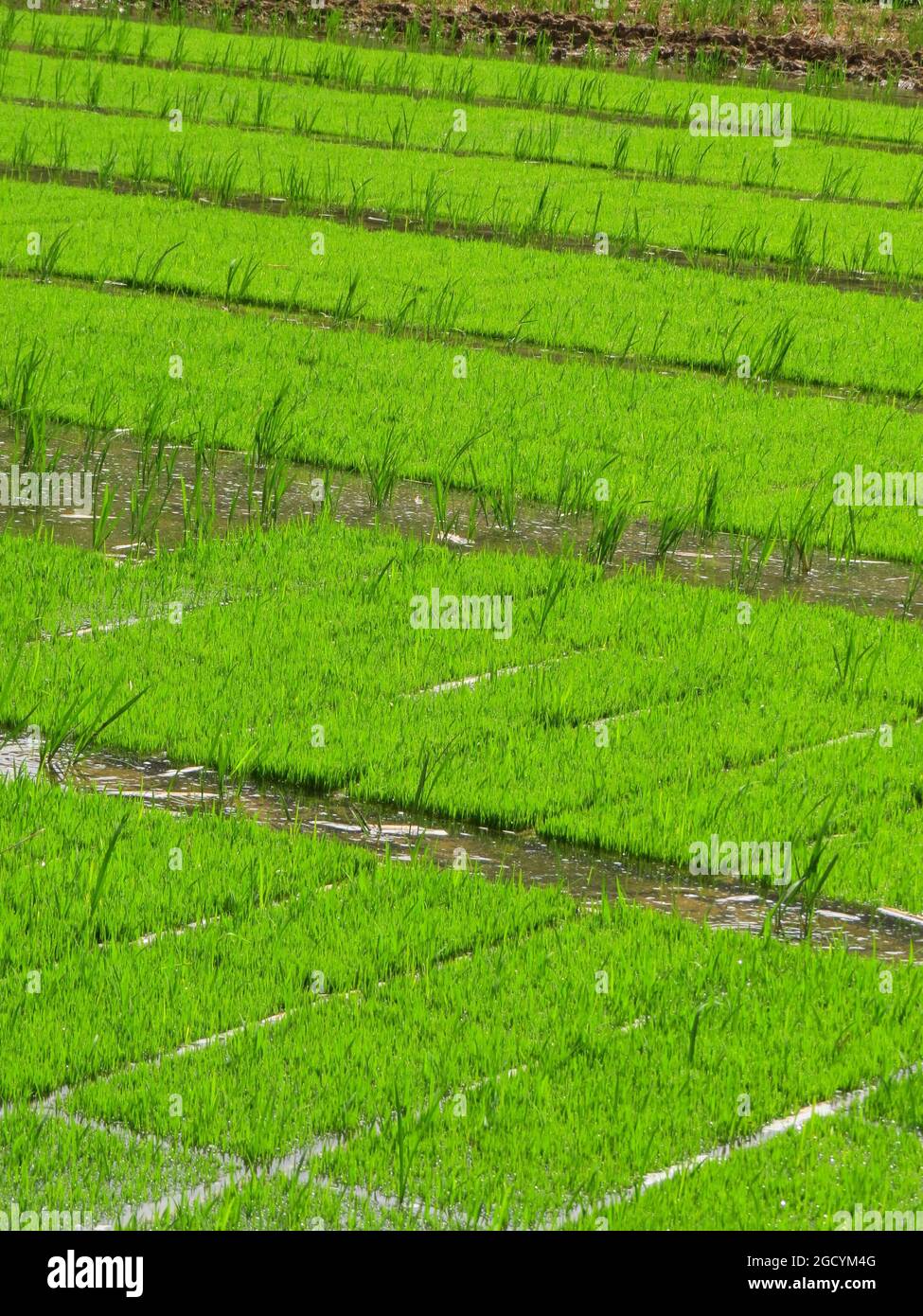 Scenic view of a seedling field for cultivating rice Stock Photo - Alamy