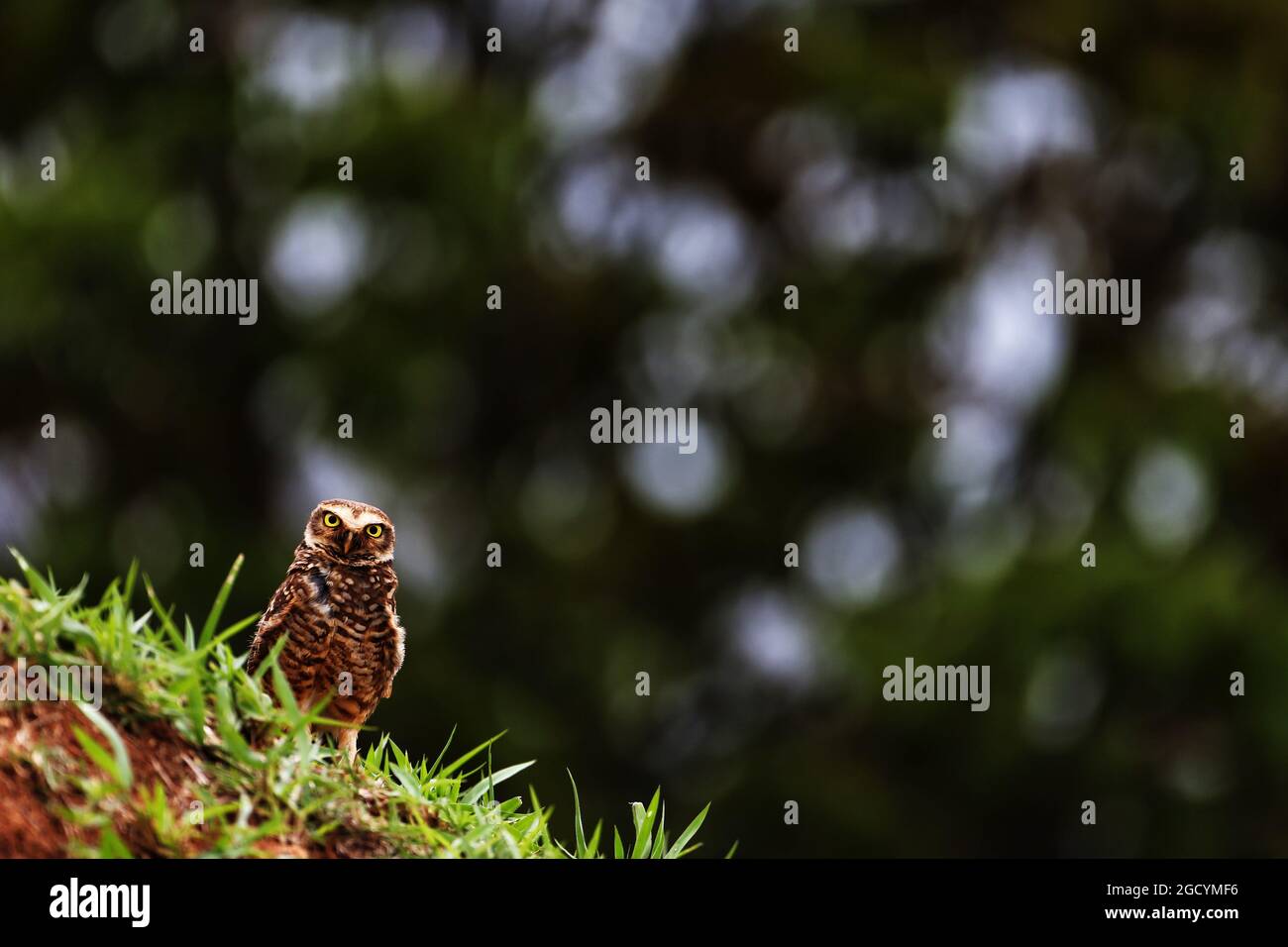 Circuit atmosphere an owl hi-res stock photography and images - Alamy