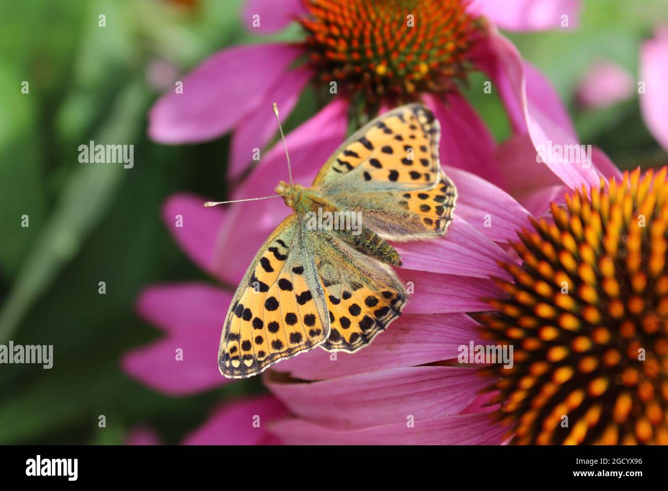 Queen of Spain fritillary on a purple coneflower Stock Photo - Alamy