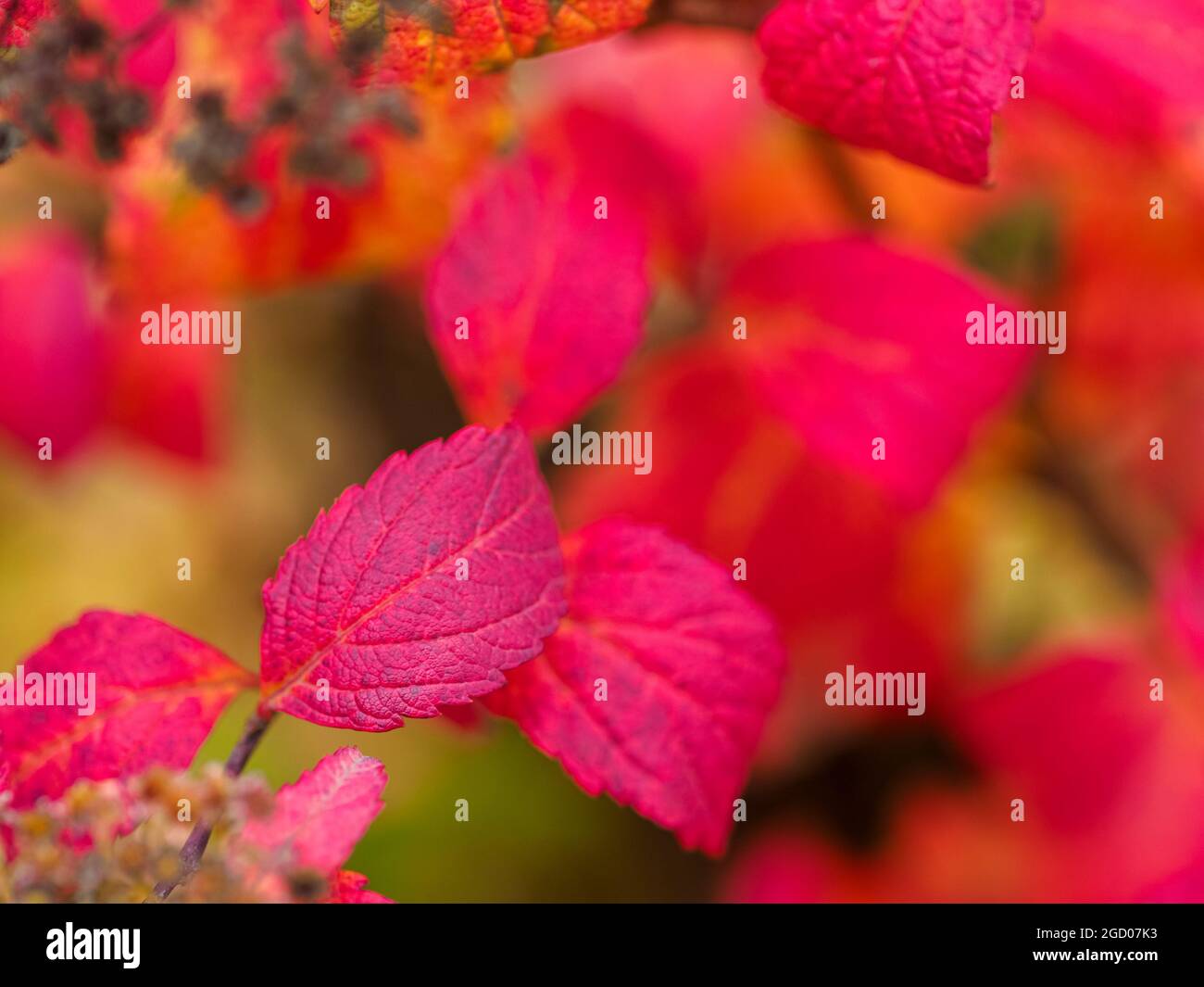 Autumn leaves. Red and yellow fall season leaves background, horizontal ...
