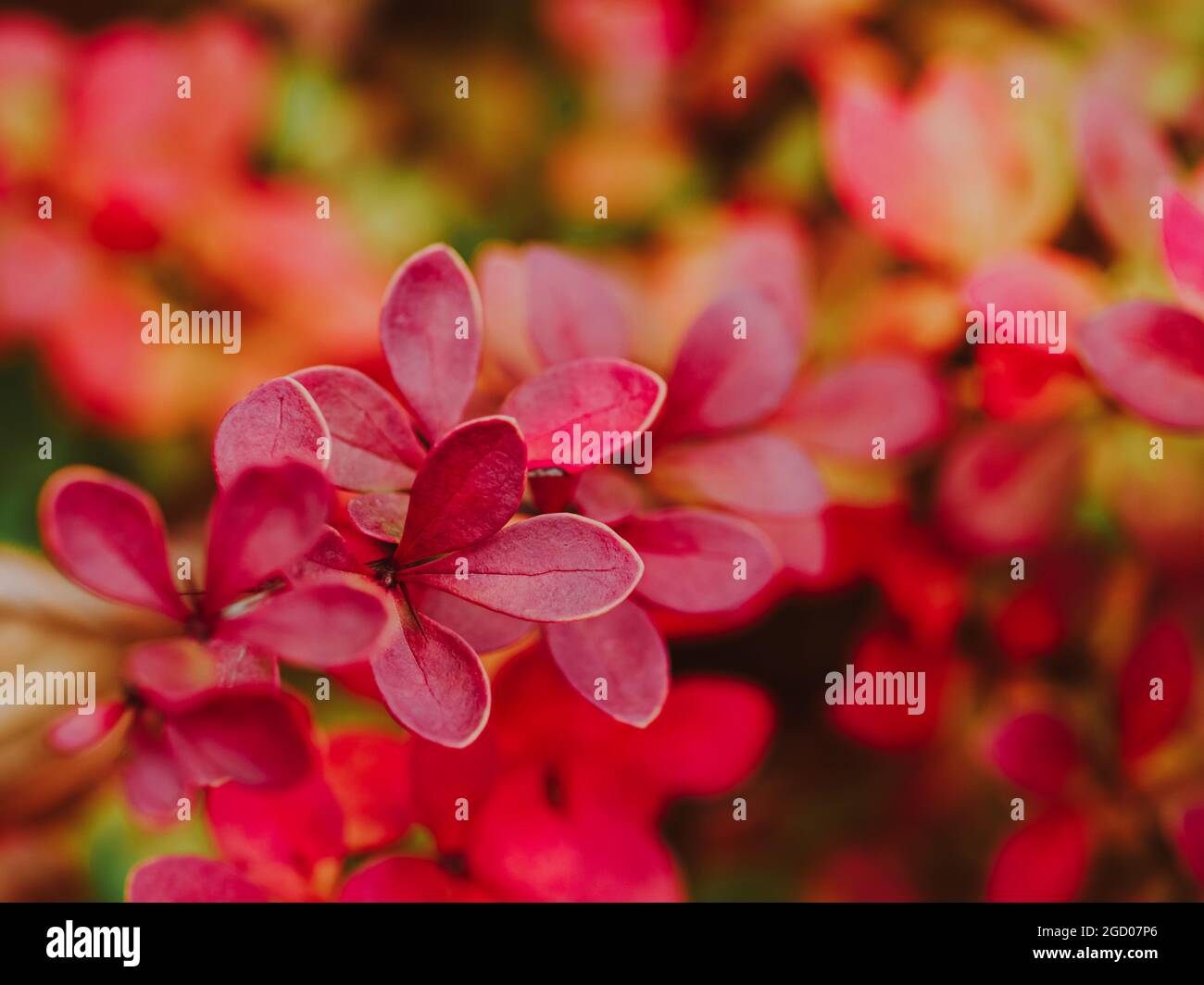 Autumn leaves. Red and yellow fall season leaves background, horizontal ...