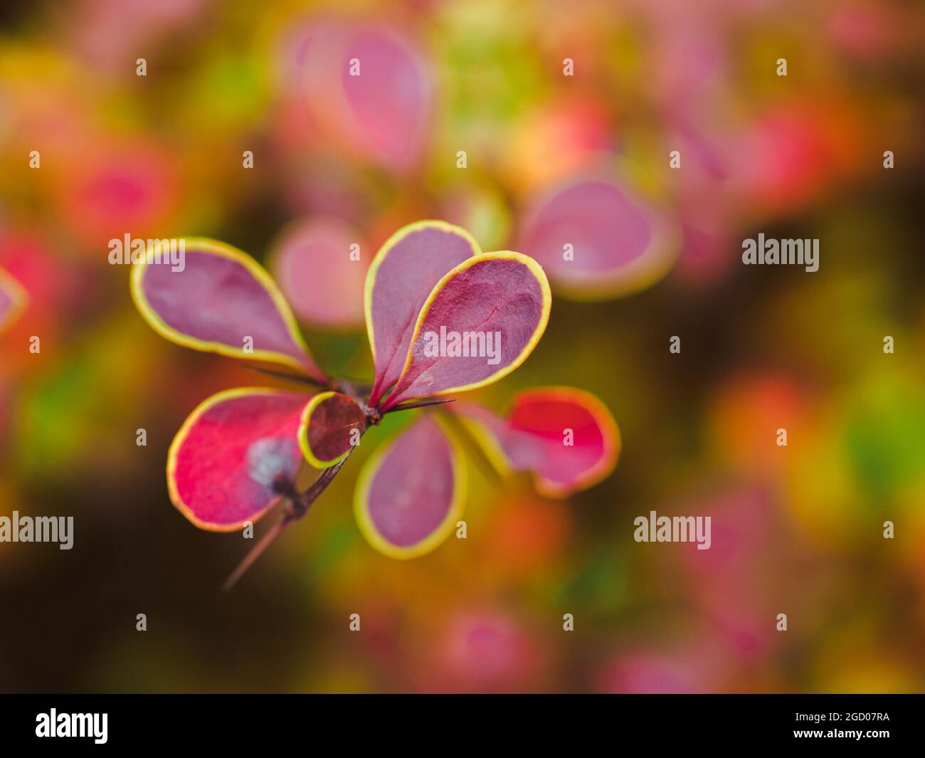 Autumn leaves. Red and yellow fall season leaves background, horizontal ...