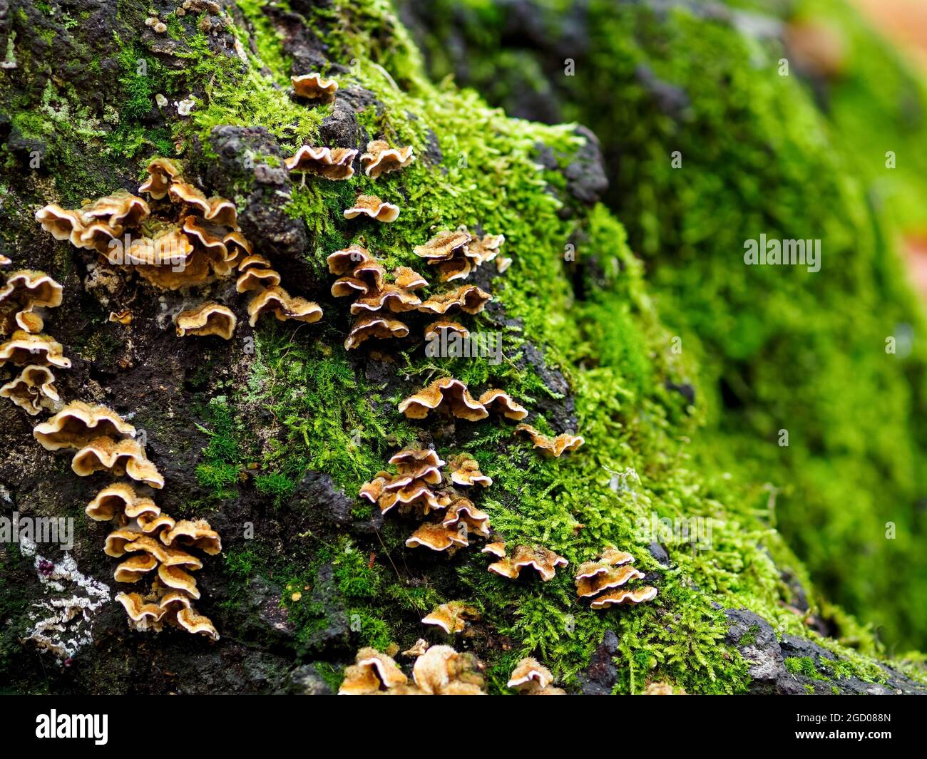 Fungal season hi-res stock photography and images - Alamy