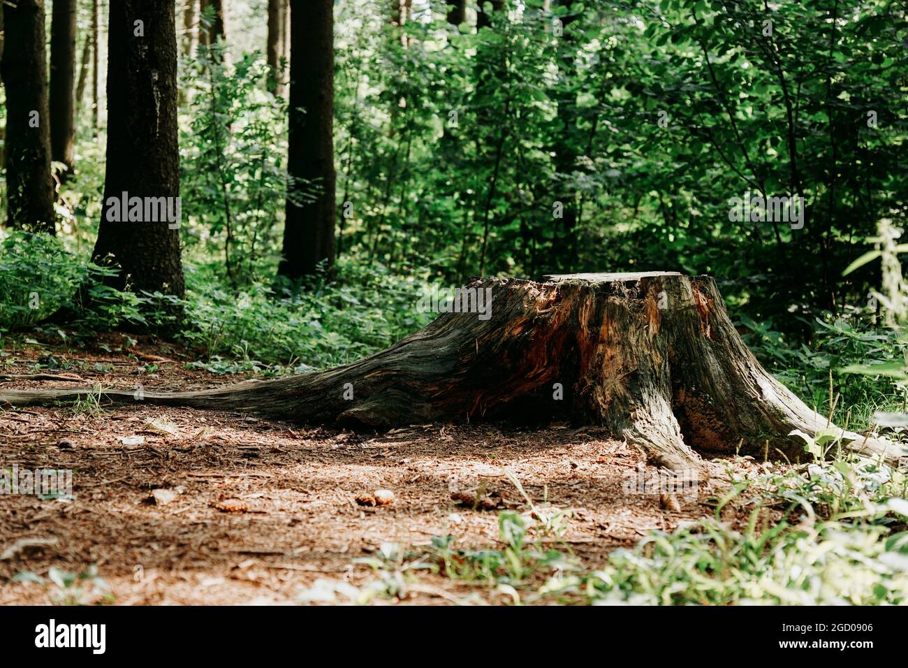 Large tree stump in summer forest. Tree stump in the forest. Huge ...