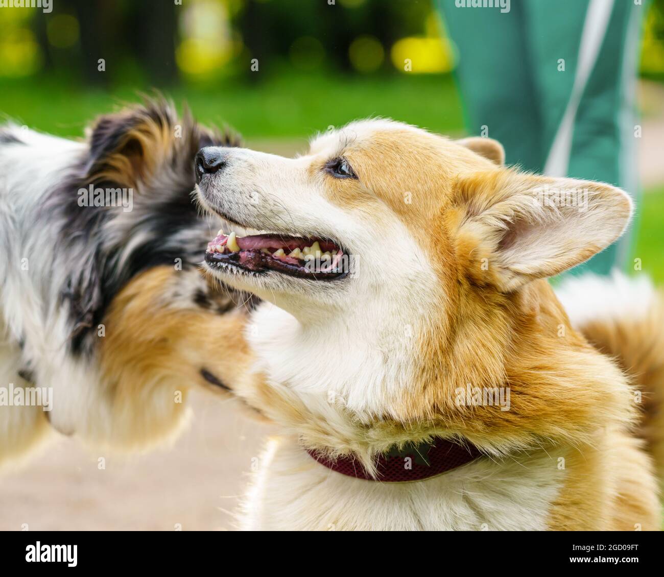 Petit breed hi-res stock photography and images - Alamy