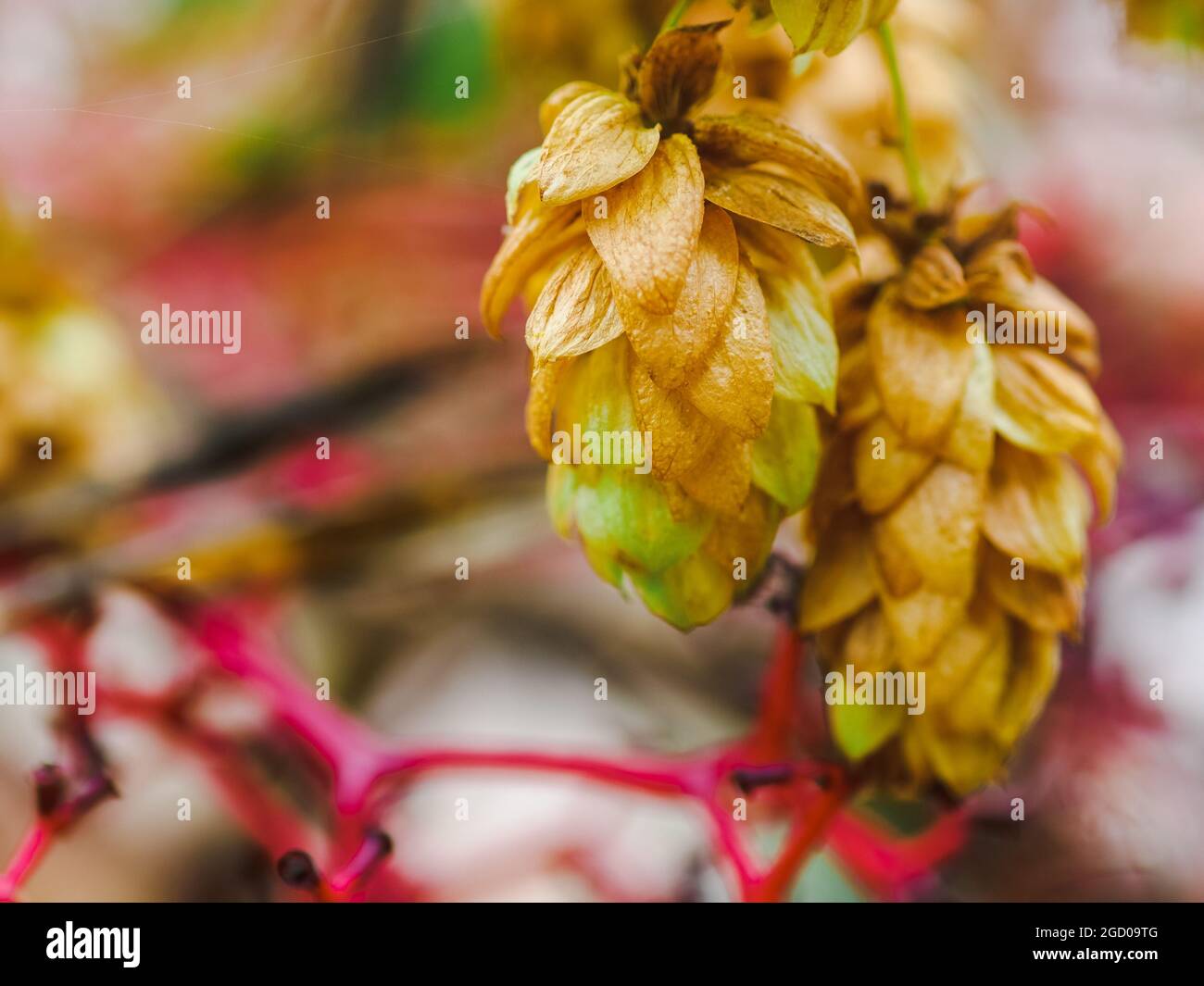 Hops leaf hi-res stock photography and images - Alamy
