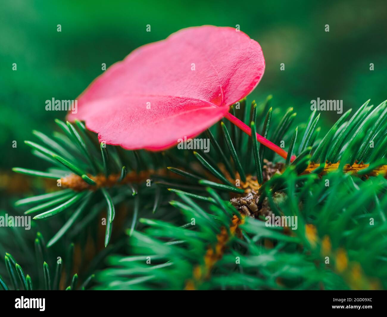 One spruce tree hi-res stock photography and images - Alamy