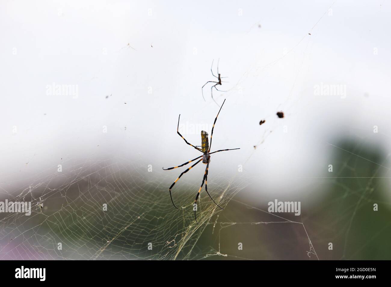 Circuit atmosphere - spider by the side of the track. Japanese Grand ...