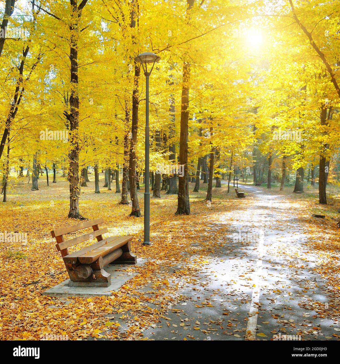 Autumn park bench. Tree alley in fall background Stock Photo - Alamy