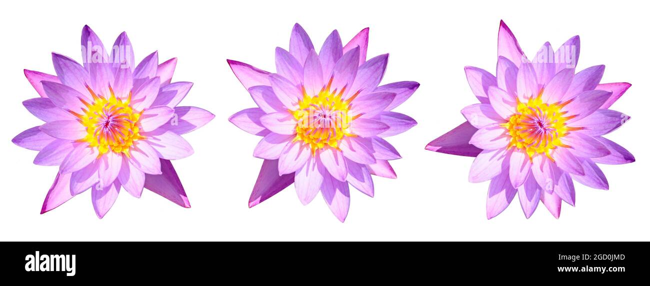 Lotus flowers isolated on white background. Collage. Wide photo Stock ...