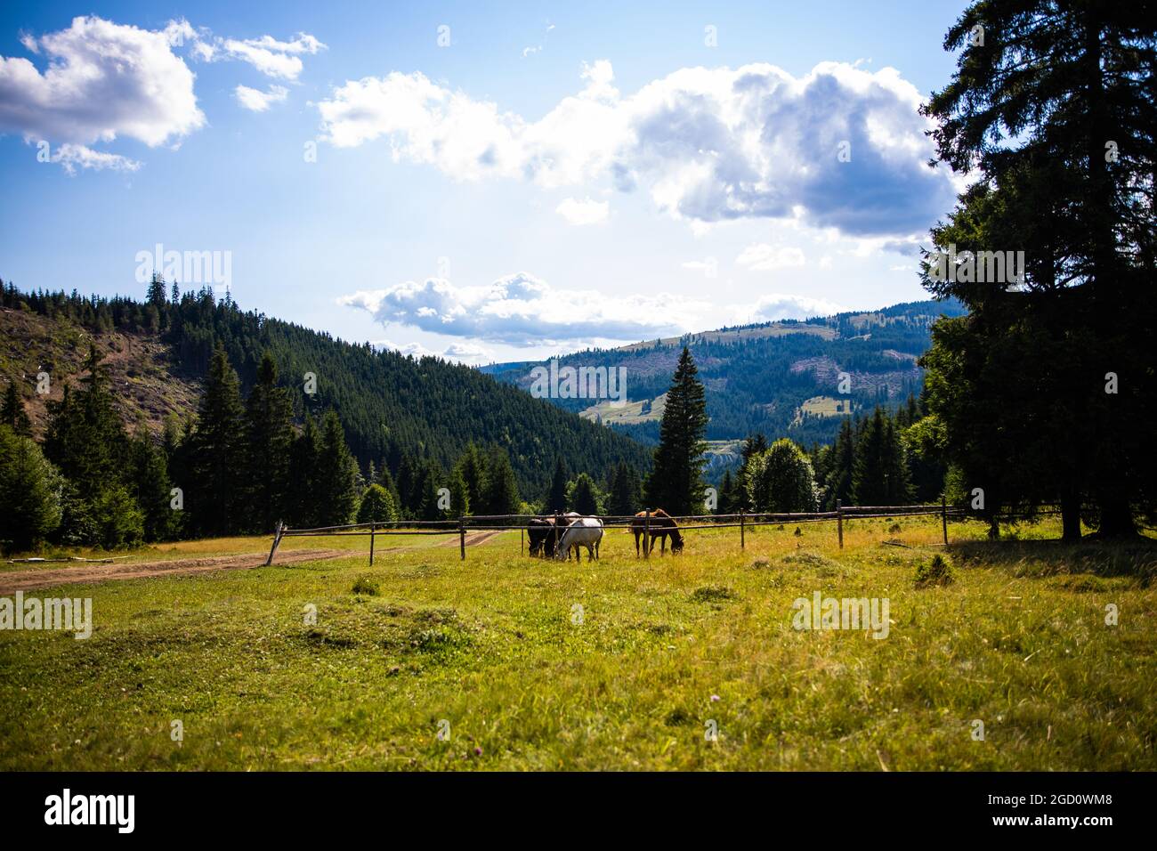 Muntii hasmas hi-res stock photography and images - Alamy