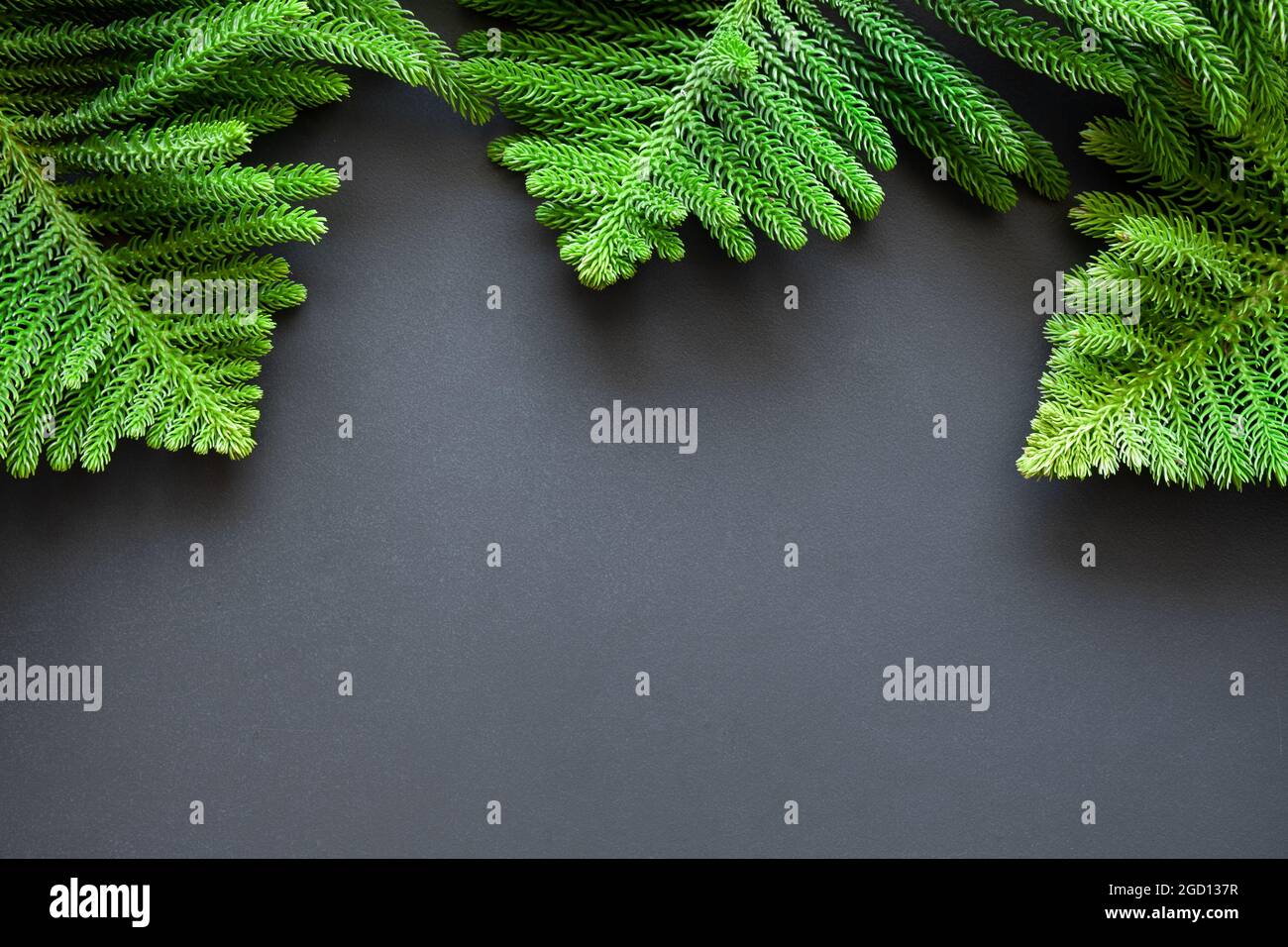 Pine tree branches on an old black board banner Stock Photo - Alamy