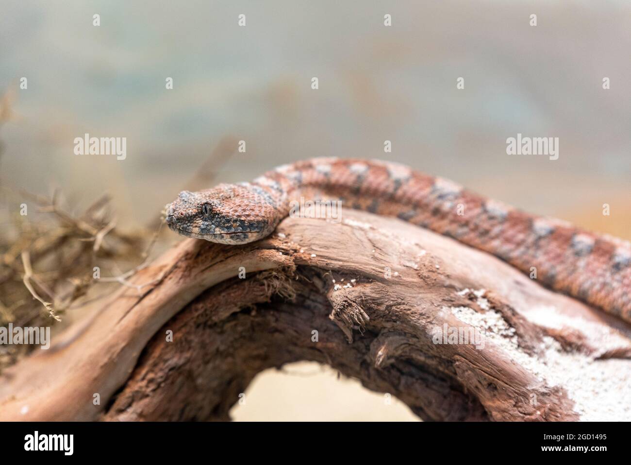 Daboia palaestinae also known as the Palestine viper and scientifically ...