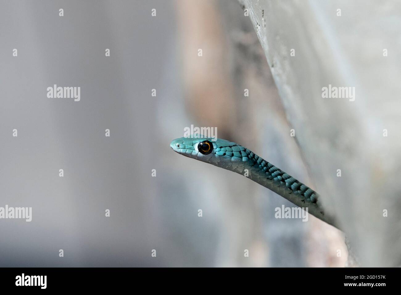 Zambia, South Luangwa. African bush snake (Philothamnus semivariegatus ...