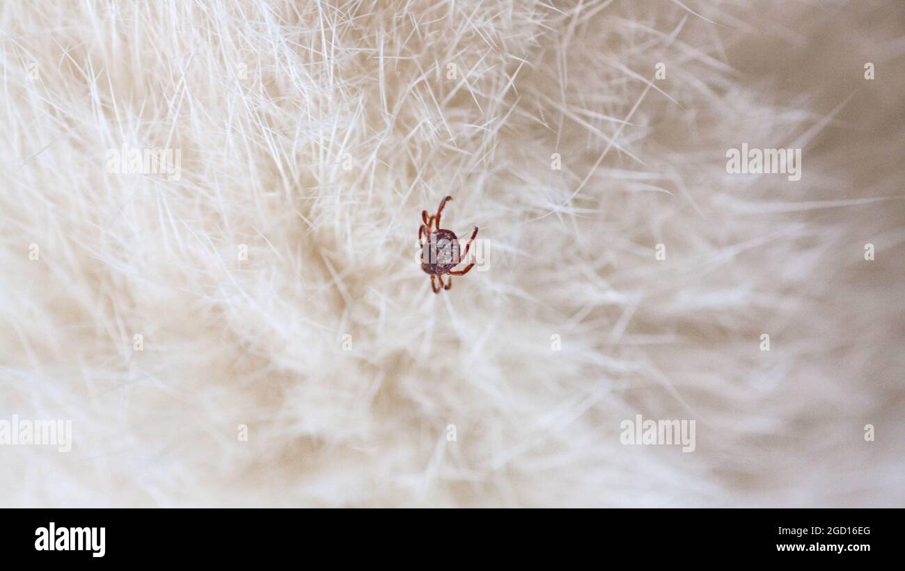 An ixodic infectious tick stuck to the head of a kitten. A tick bit a ...