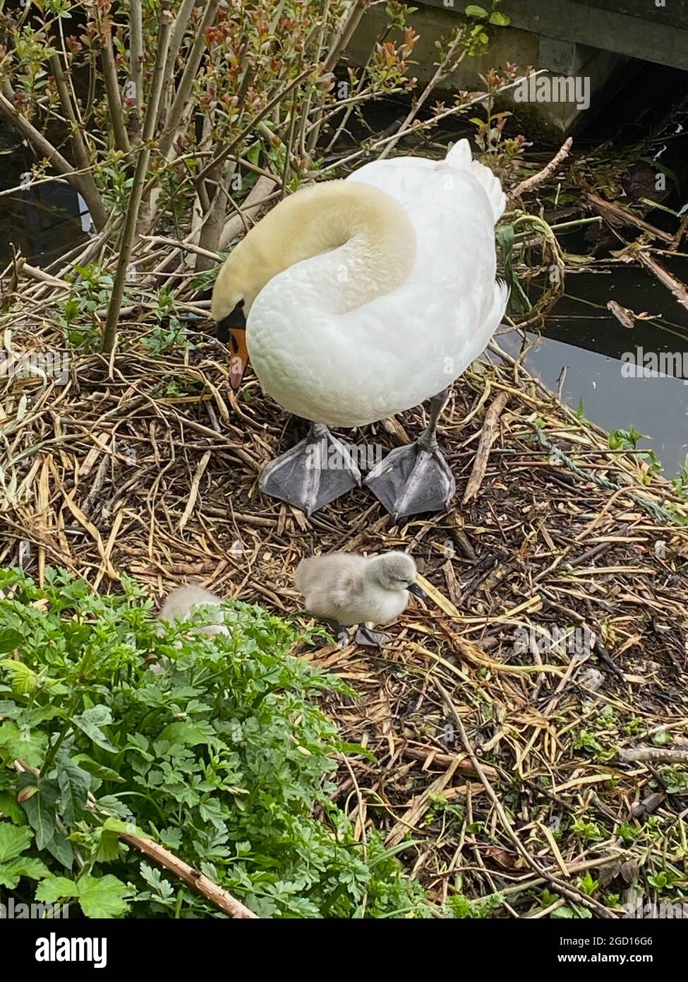 Swan and Cygnets Stock Photo - Alamy
