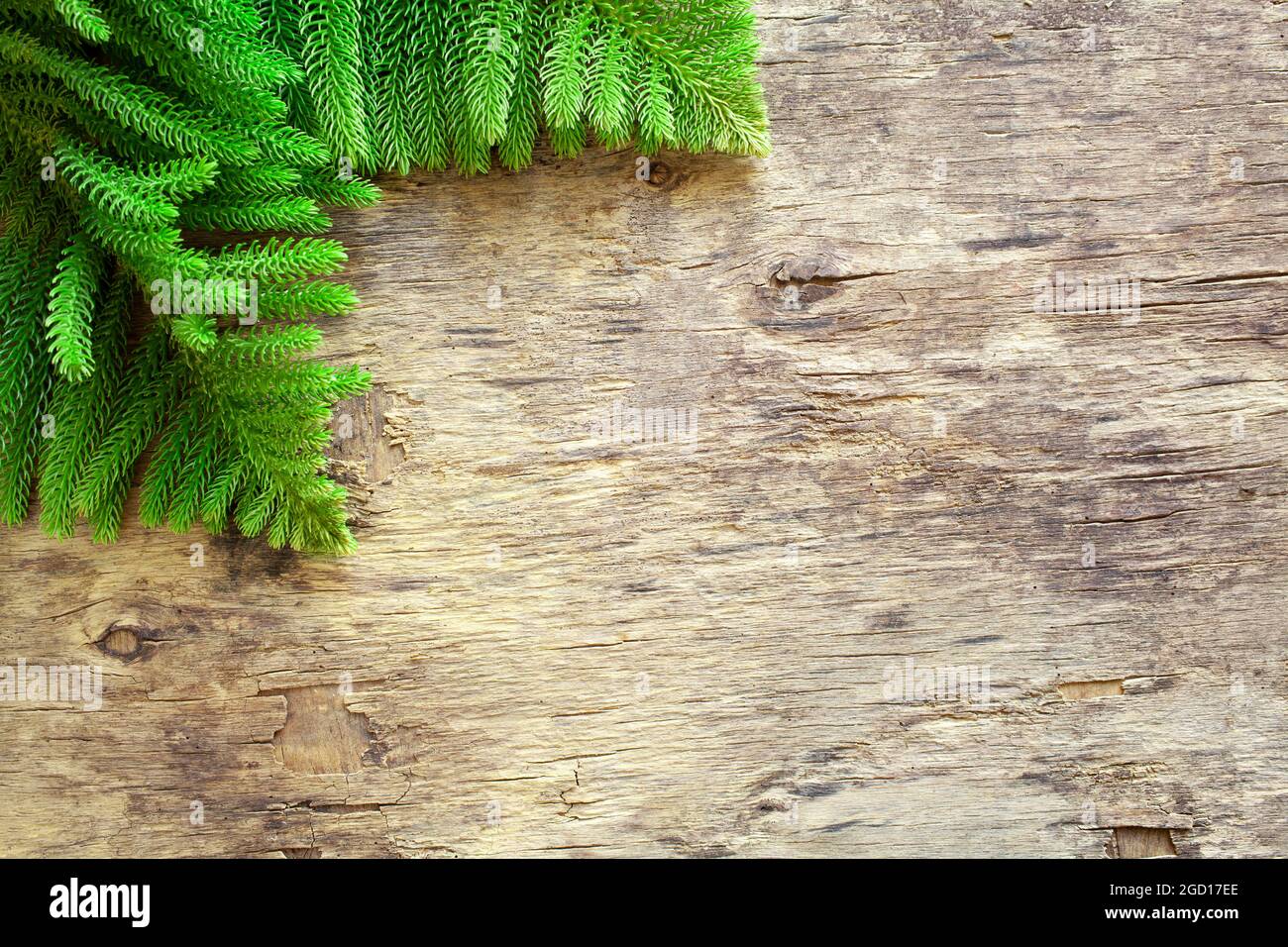 Pine tree branches on an old wooden board banner Stock Photo - Alamy