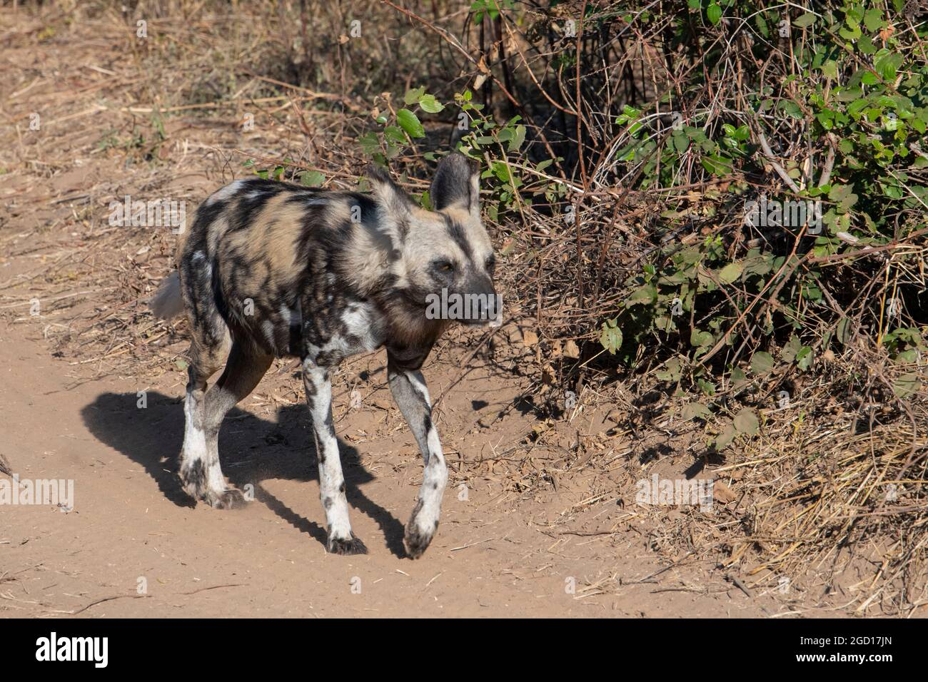 Zambia, South Luangwa. African painted dog (Lycaon pictus). Pregnant ...