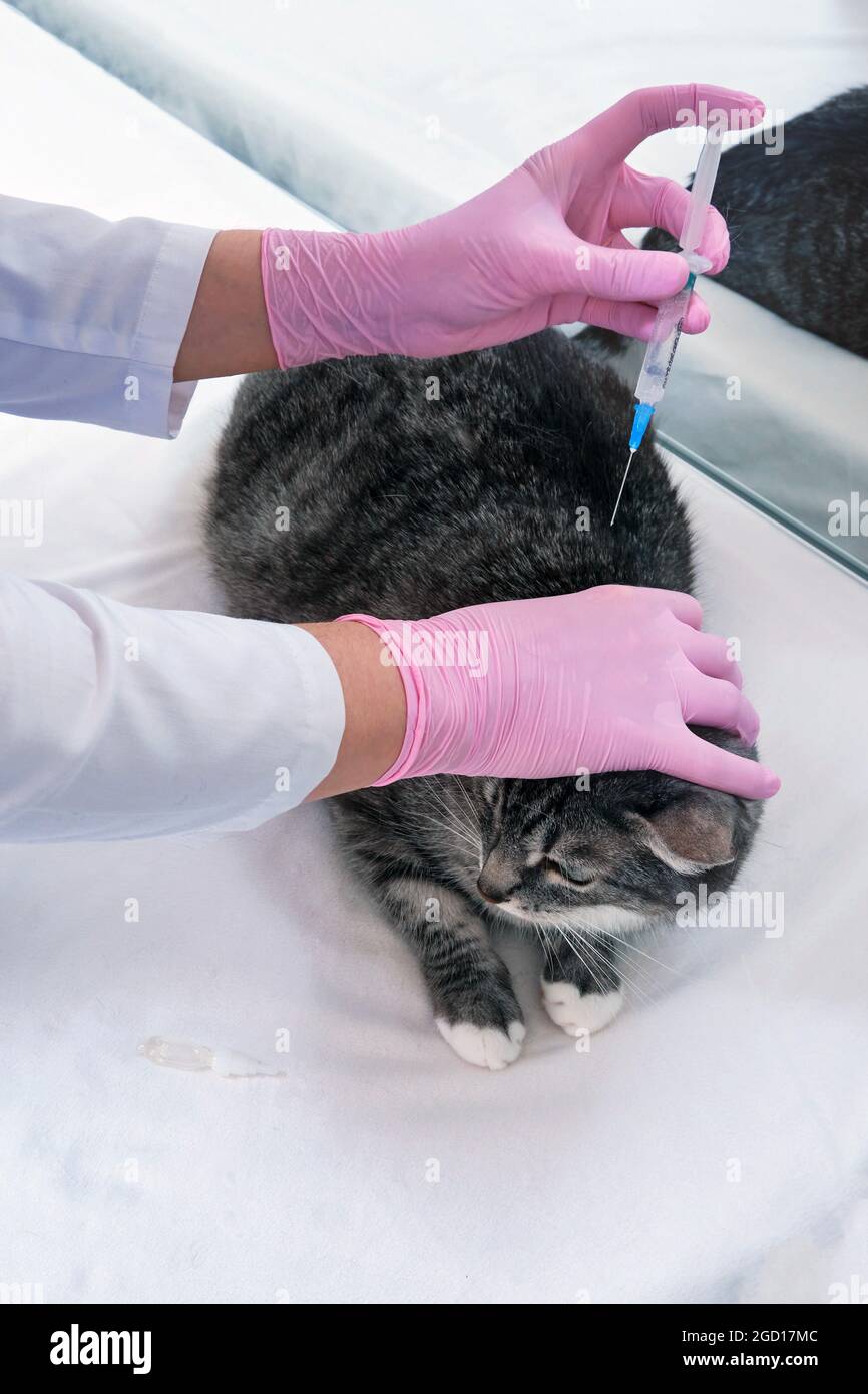 Injection in the withers hi-res stock photography and images - Alamy
